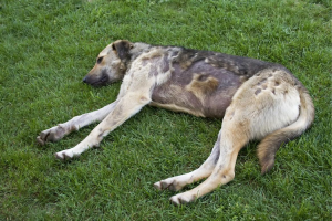 5 Common Signs a Dog is Dying (How to Tell) - Pets Daily Life