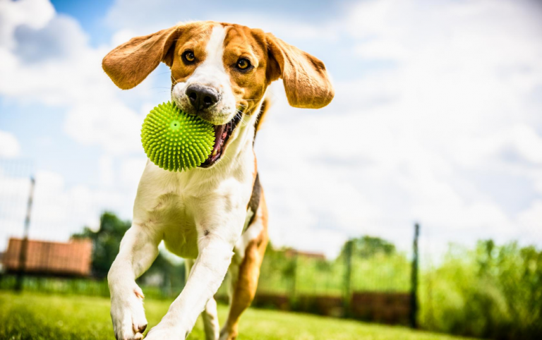 15 Ways: How to Make a Dog Happy - Pets Daily Life