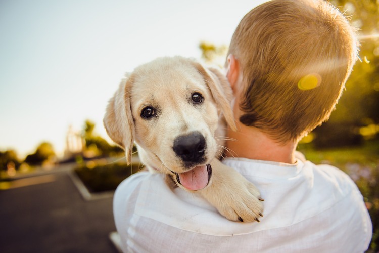 10 Amazing Benefits Of Having A Dog Pets Daily Life 10 Amazing Benefits Of Having A Dog Pets Daily Life